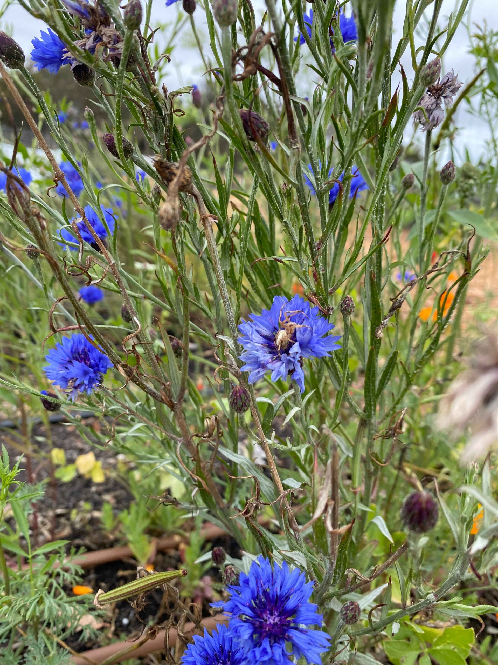 Making friendships in your garden - Plantfulness